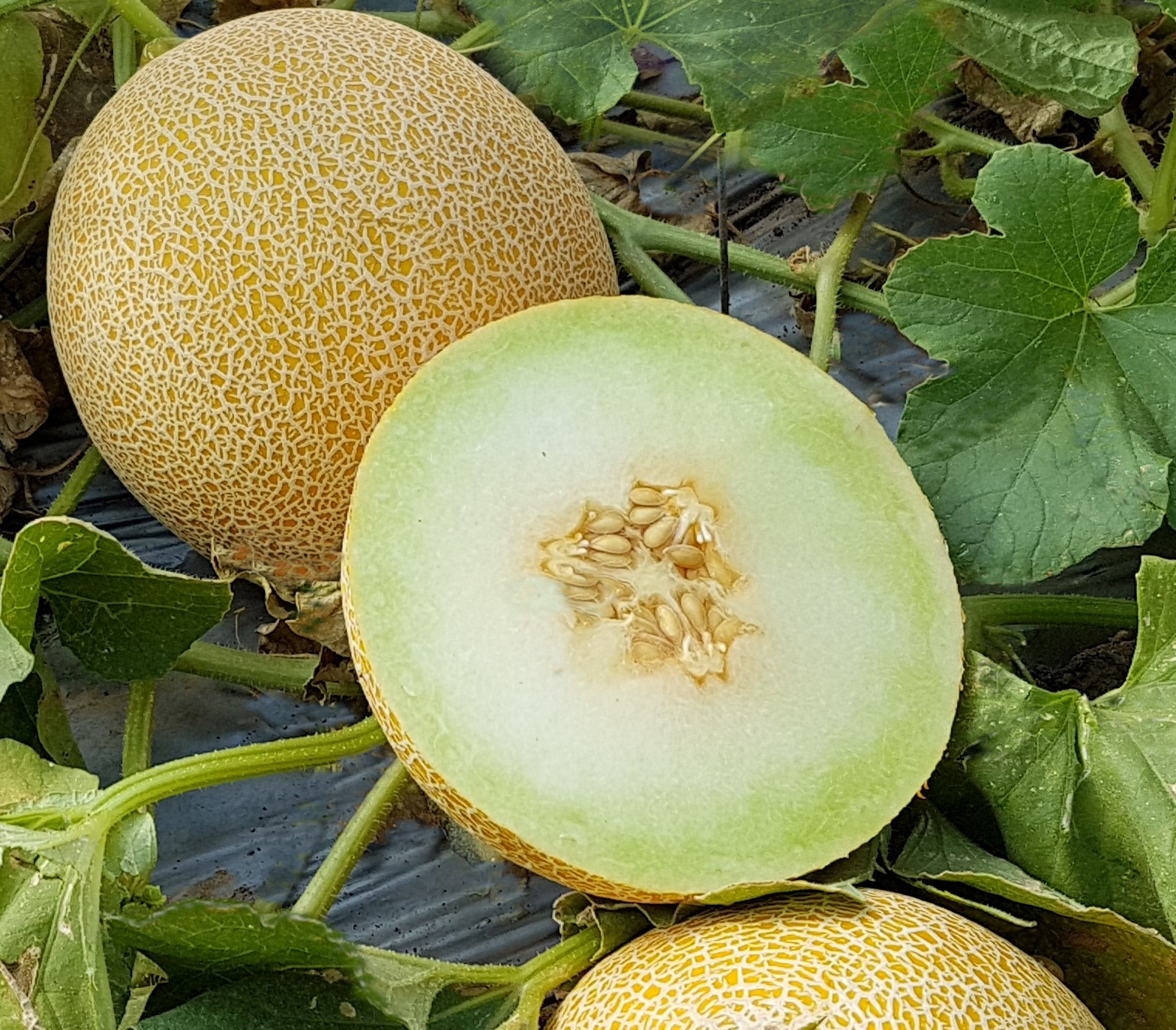 MG-2606 F1 | MiraSeeds SRL